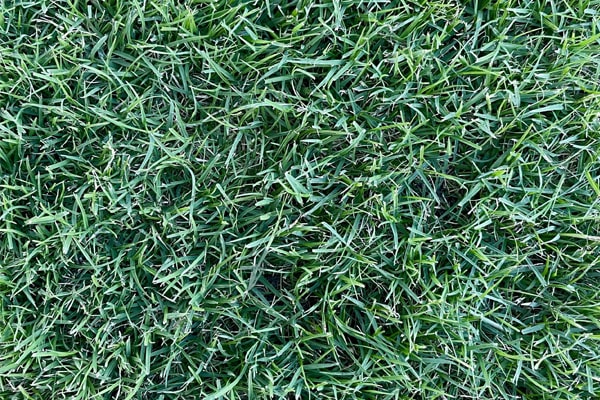 Lawn Installation – AquaLawns