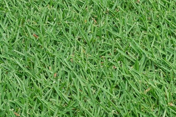 Lawn Installation – AquaLawns